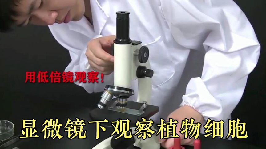 怎样在显微镜下观察细胞并画图