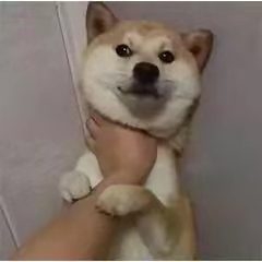 小南豆 
