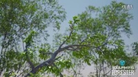 C4D插件:森林植物树木生长动画插件3DQUAKERS Forester for ...