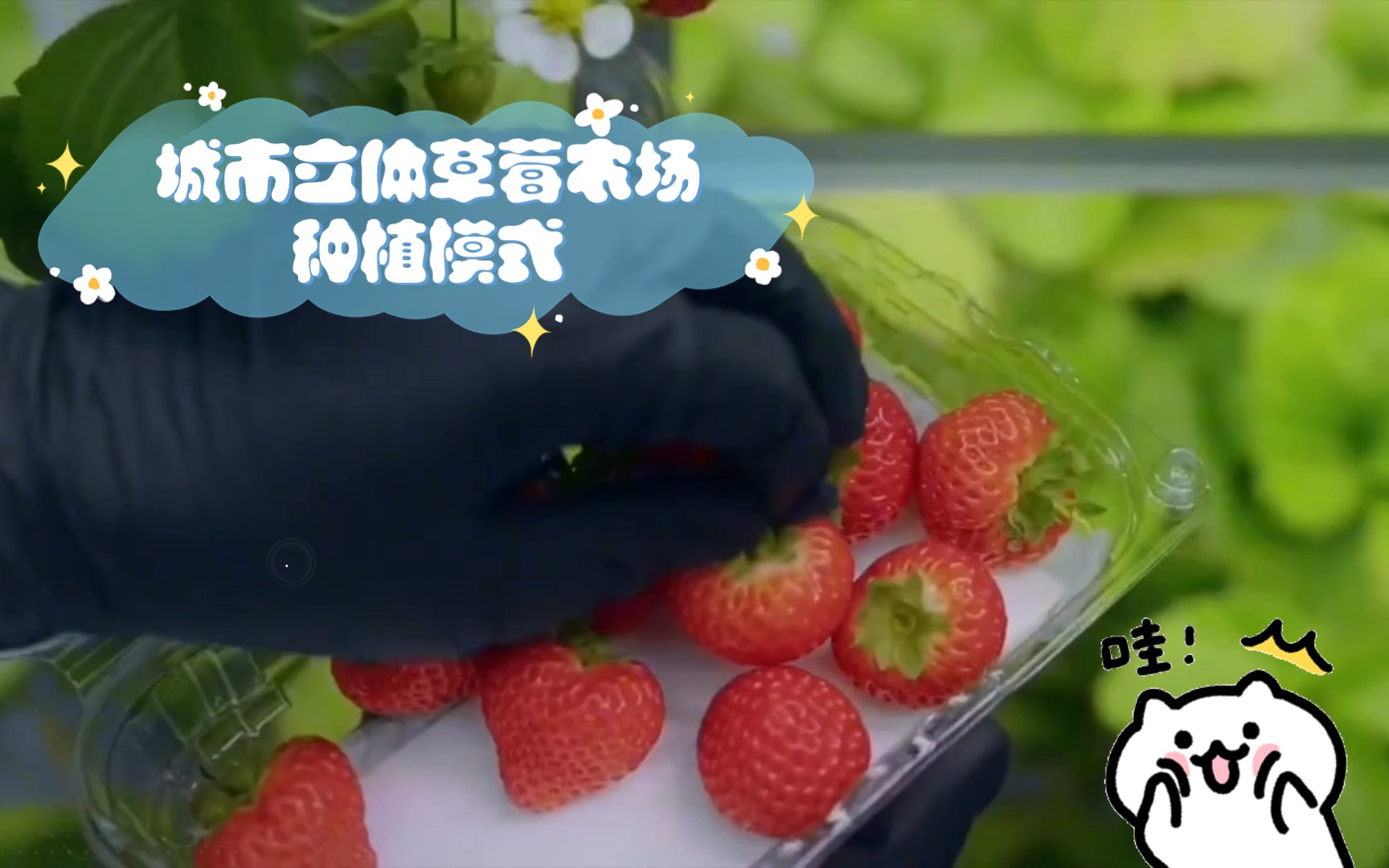 欧洲:城市立体草莓农场种植模式