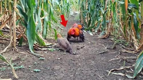 公鸡护妻怒斗两脚兽!母鸡惊险脱困全程实录