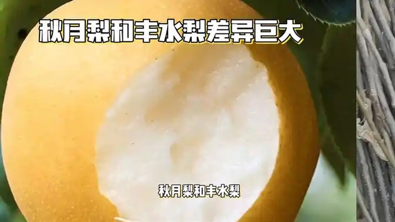 秋月梨和丰水梨区别,看过都明白了