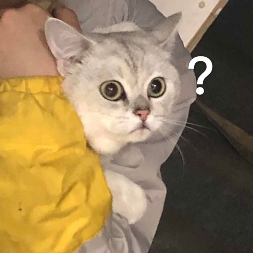 猎猫人老贾 