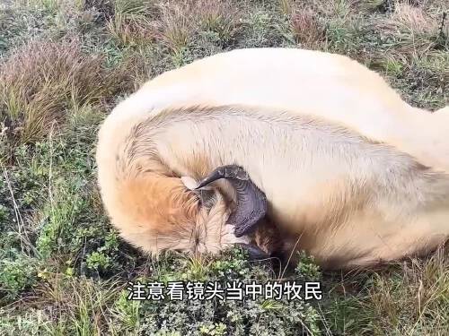 惊!牧民目睹巨型白色不明生物在草原沉睡