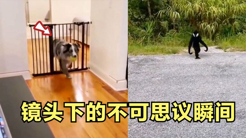 盘点镜头拍到的不可思议瞬间:就算亲眼所见,也是一脸懵逼
