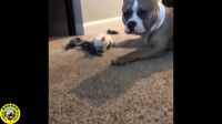 2017最新斗牛犬搞笑视频集锦,法斗太可爱太搞笑了!-1