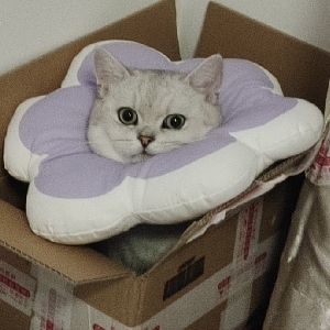 筱新哟 