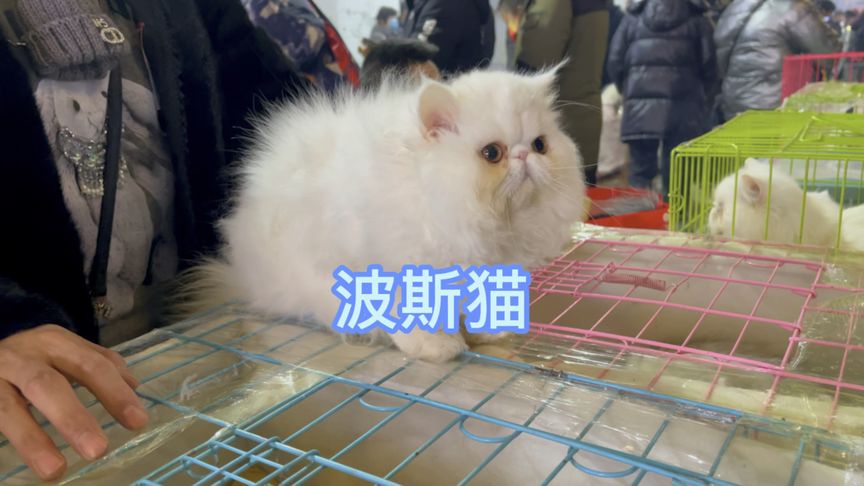 宠物市场纯白波斯猫要价3500,以前是网红猫鼻祖现在很少见了