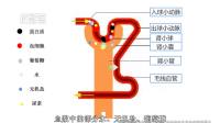 尿液的形成过程