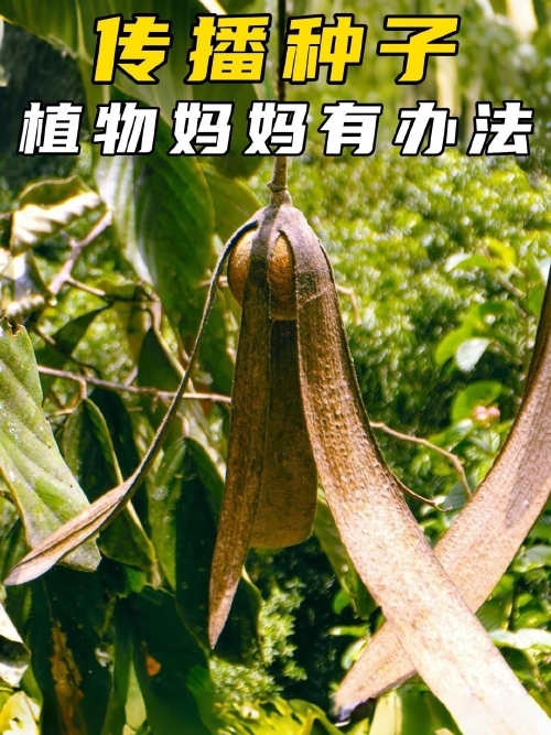 无论身处何地,植物总有办法,将种子传播出去