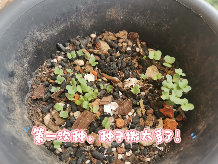 小白菜的生长历程!