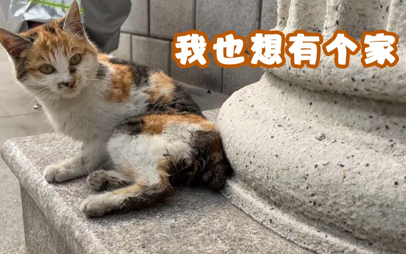 失去尾巴的小奶猫拖着身体流浪了半个月 却只因得到一张毯子就呼噜...