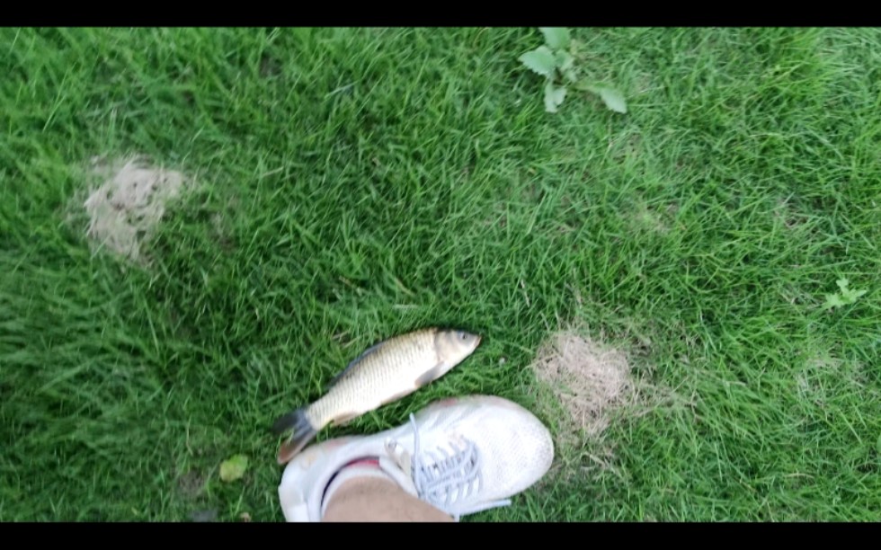 撒网上瘾啊,又买个傻瓜式飞盘撒网,看看鱼获怎么样?