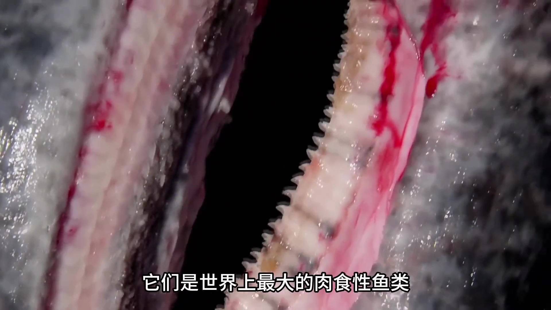 地球动物寿命排行榜,第一名甚至能实现永生!