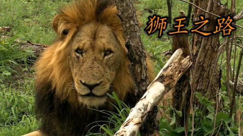 坏男孩雄狮联盟,第三集,狮王之王的起点从这出发