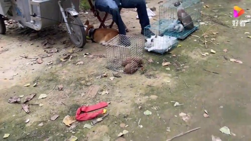 狗市上的狗品种多种多样,无论是护卫犬还是宠物狗样样都有!