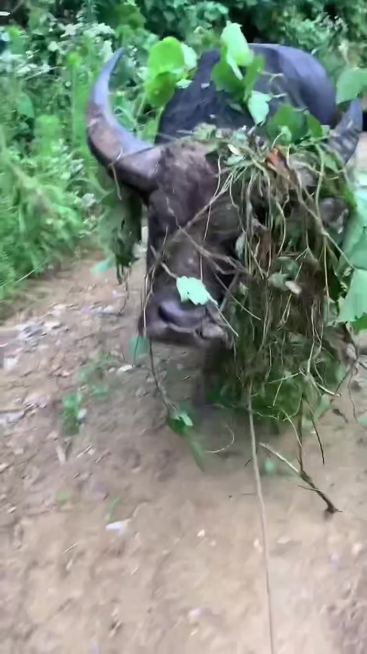 养牛郎#万物皆有灵性 #牛气冲天 #人与动物和谐共处