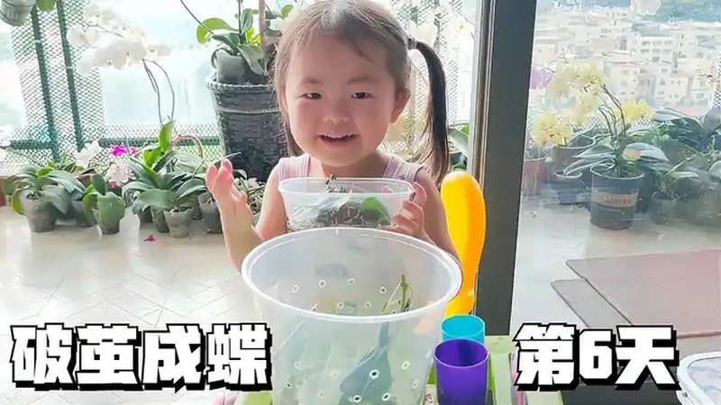 青虫开始变色不吃叶子,网购50条蚕宝宝,女儿说她会区分公母