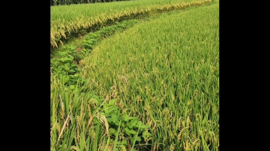 水稻从田里收割到大米的过程