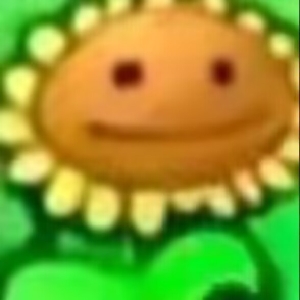 素质极高向日葵 