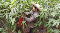广西人工种植的五指毛桃,这个果实有什么用呢?二师兄带你们去看