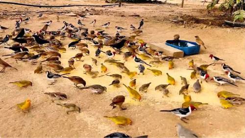 男子撒谷物后惊喜一幕:小动物们竟排着队来开饭了!