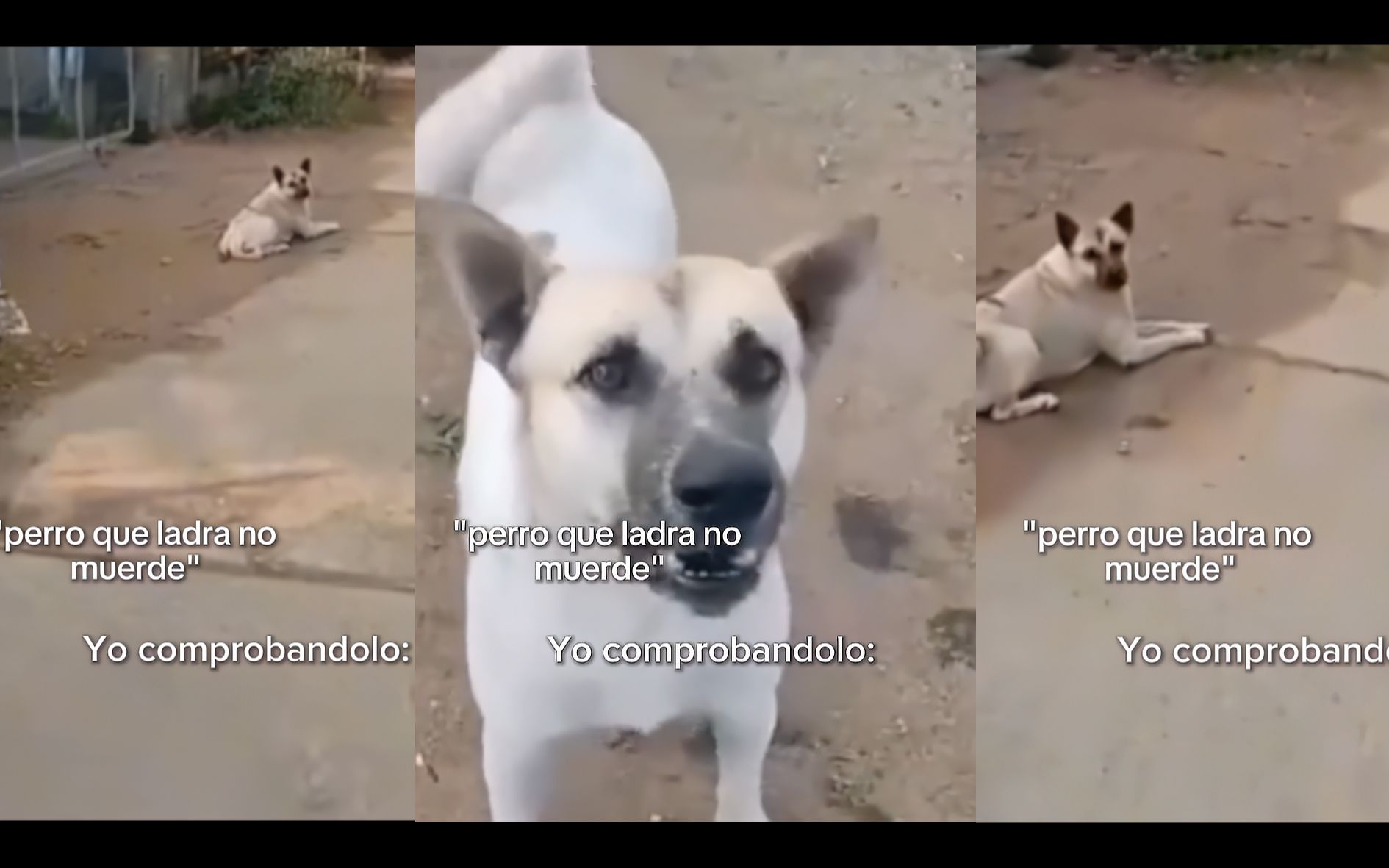 听说会叫的狗不咬人,会咬的狗不会叫