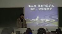 第二章 组织细胞适应、损伤与修复(1)