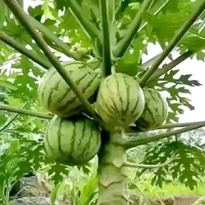 阳光灿烂haoyuq 