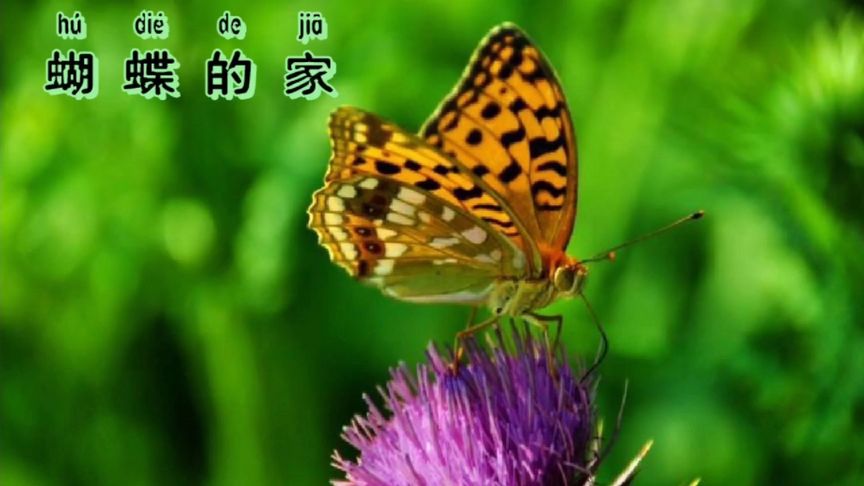 四年级语文上册课文第八课《蝴蝶的家》课前预习辅导学习