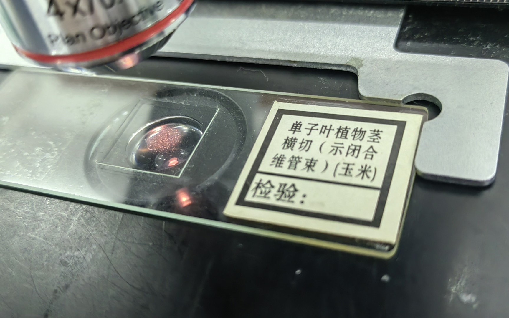 显微镜下观察——单子叶植物(玉米)茎横切(示散生的外韧有限维管束)