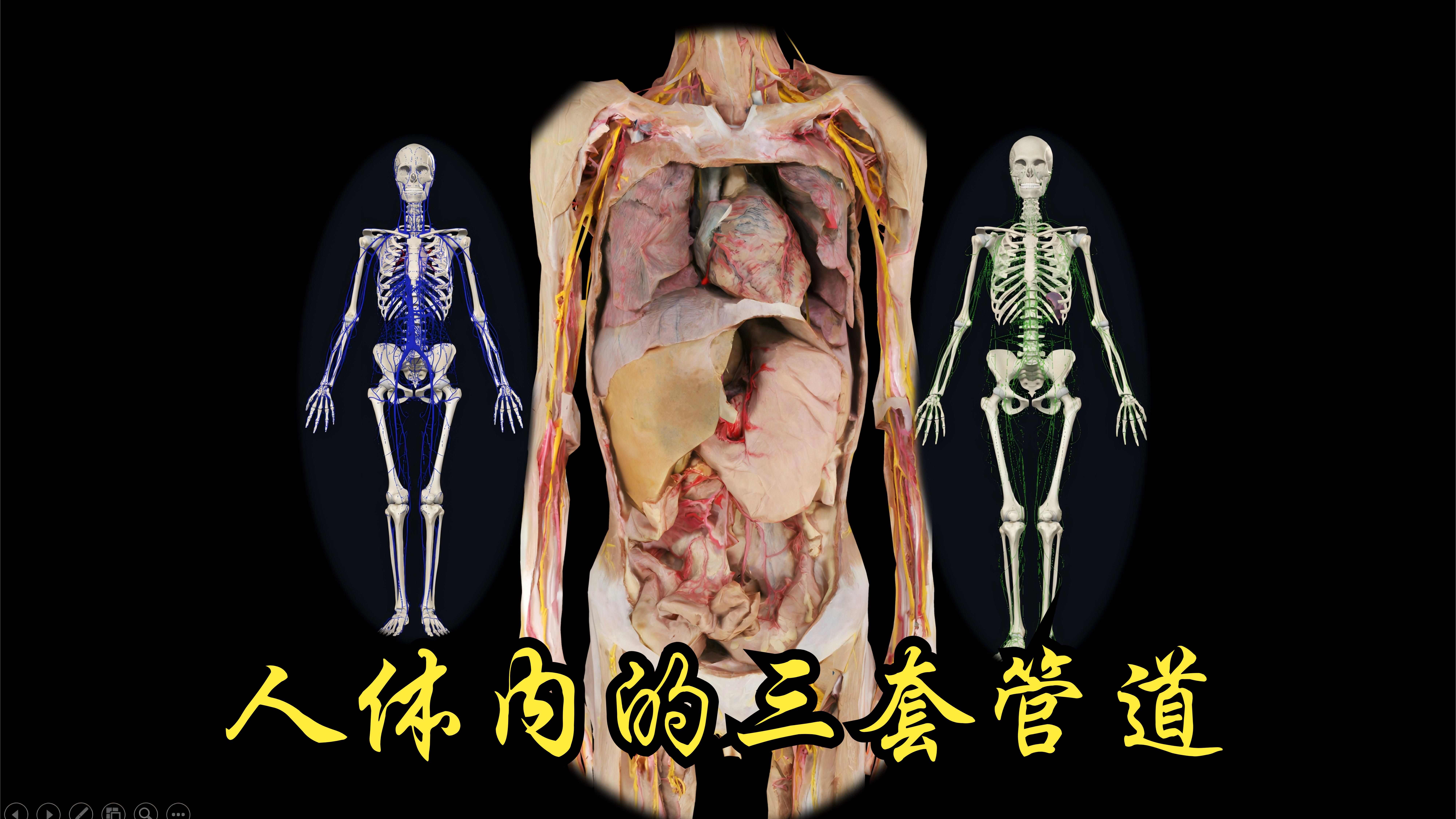 人体内部的三套管道