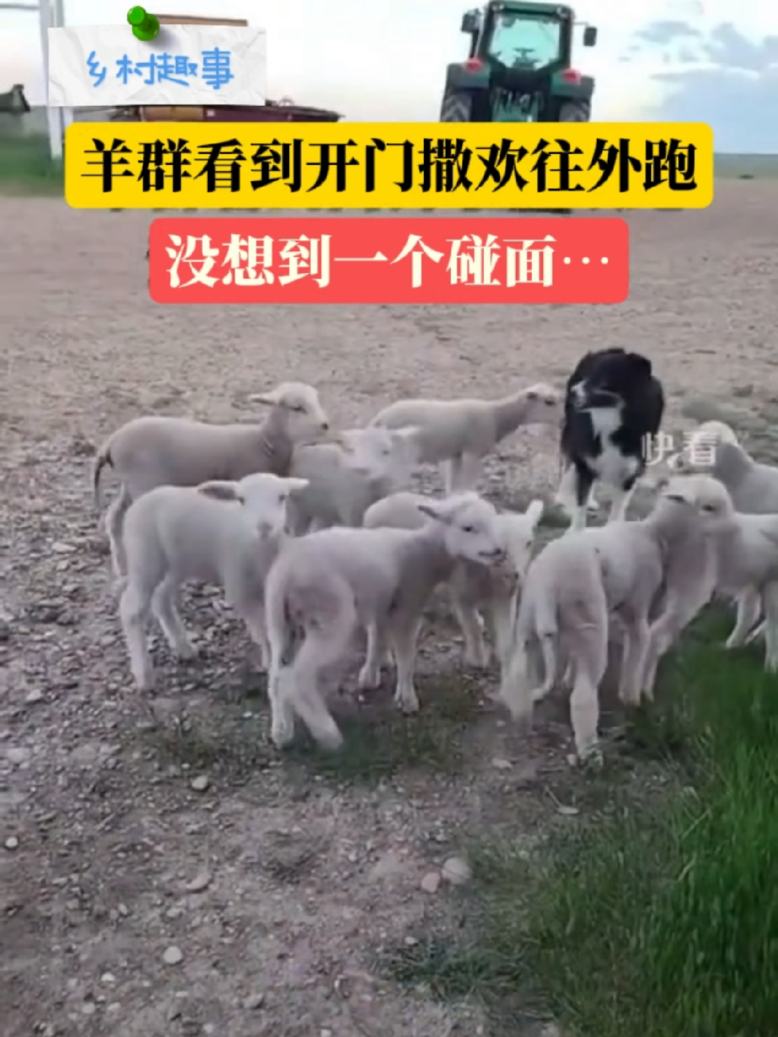 羊群看见开门后往外跑,没想到一个碰面