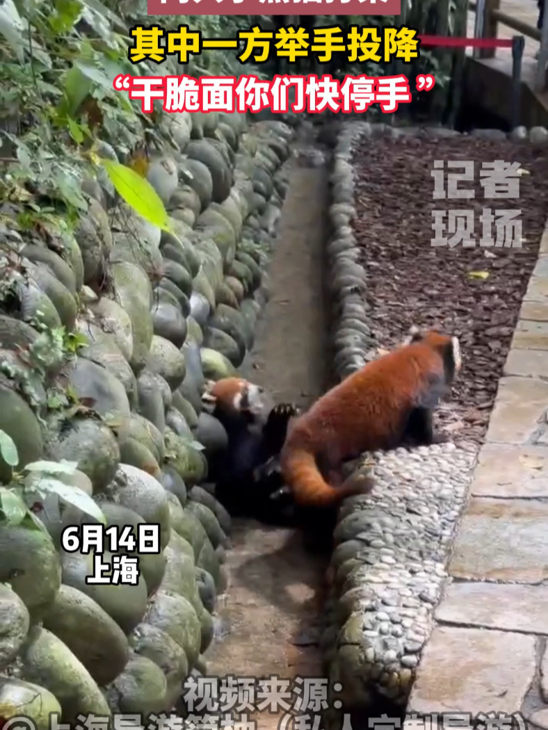 两只小熊猫打架其中一方举手投降