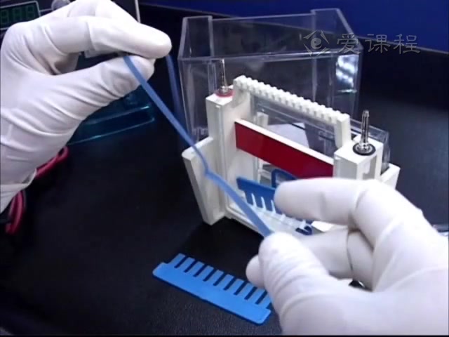 【生物化学】北京大学丨含课件
