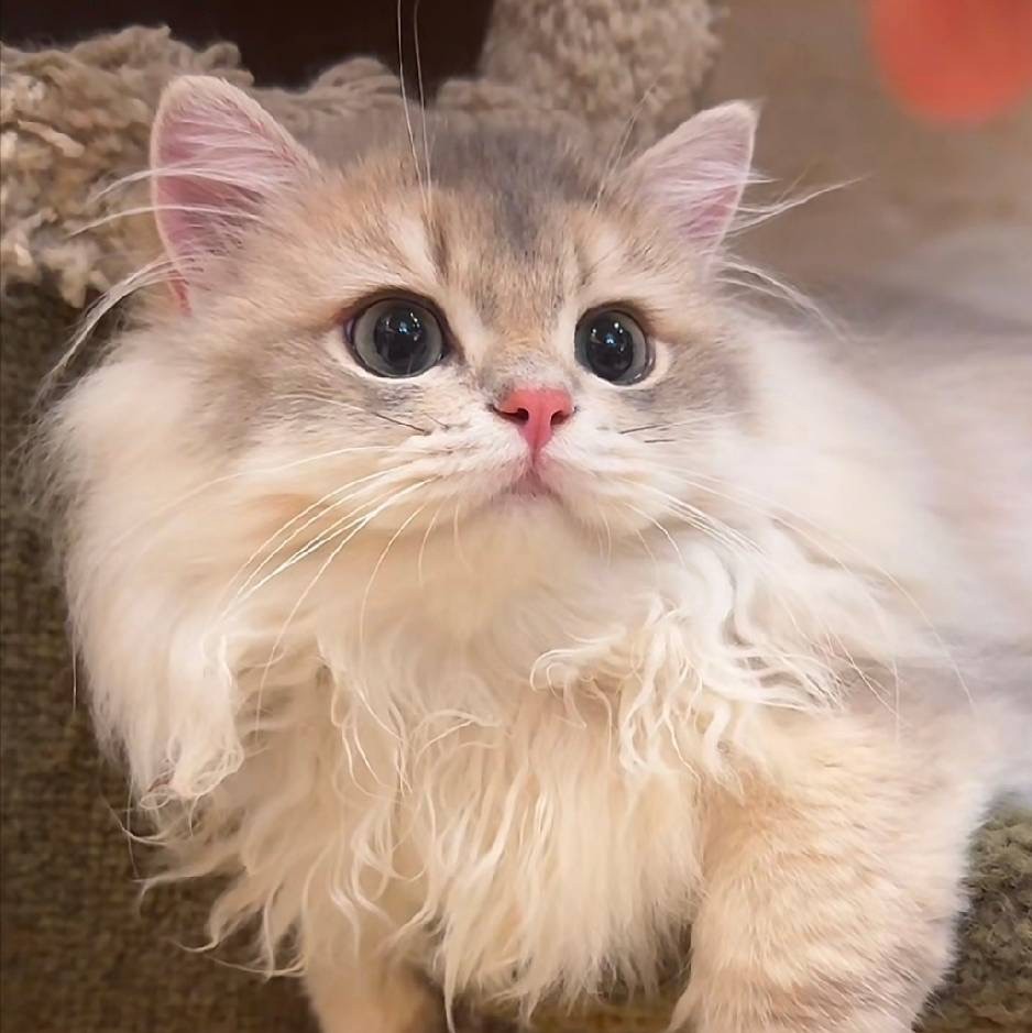 爱喝一点点的程序员 