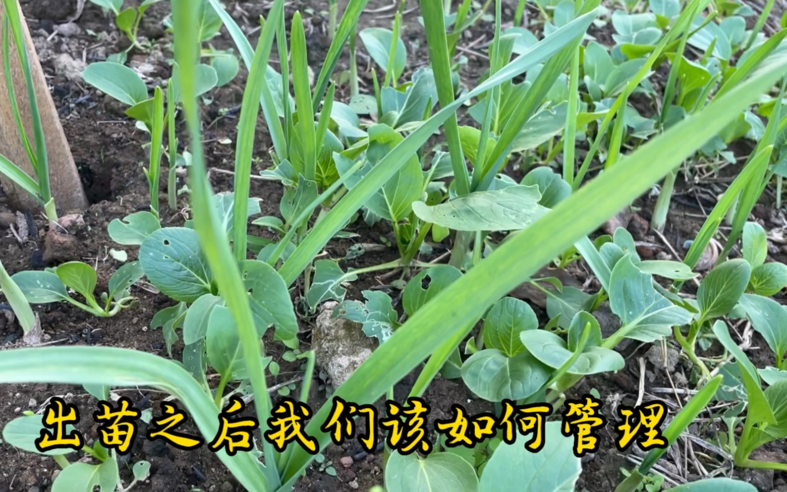 家庭种植大蒜出苗后,做好2点蒜苗长得粗又壮,方法简单一看就会