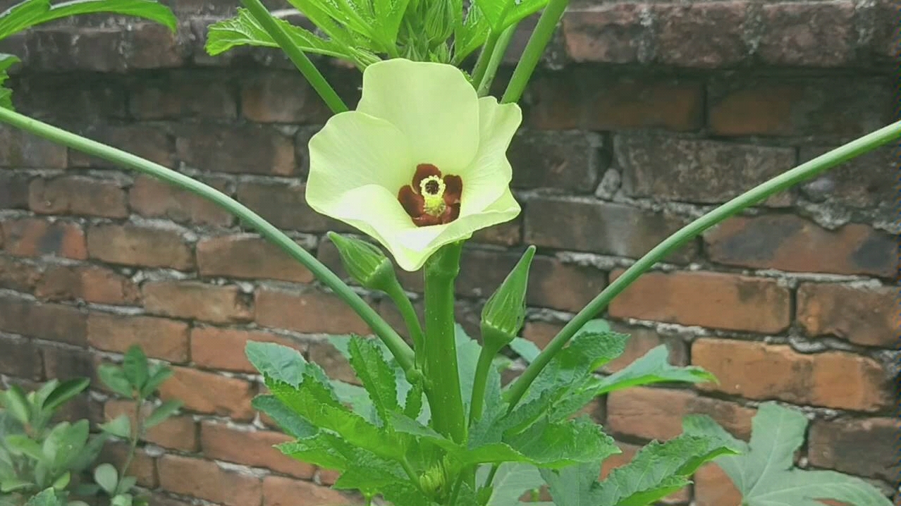 记录秋葵花一天的变化过程