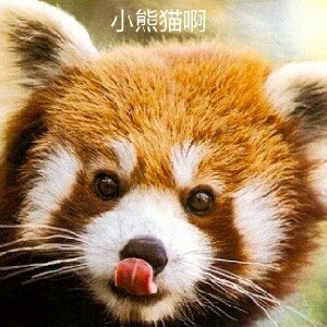 小小熊猫啊 