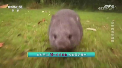 有袋动物种类繁多,长相更是惹人怜爱,让人大开眼界