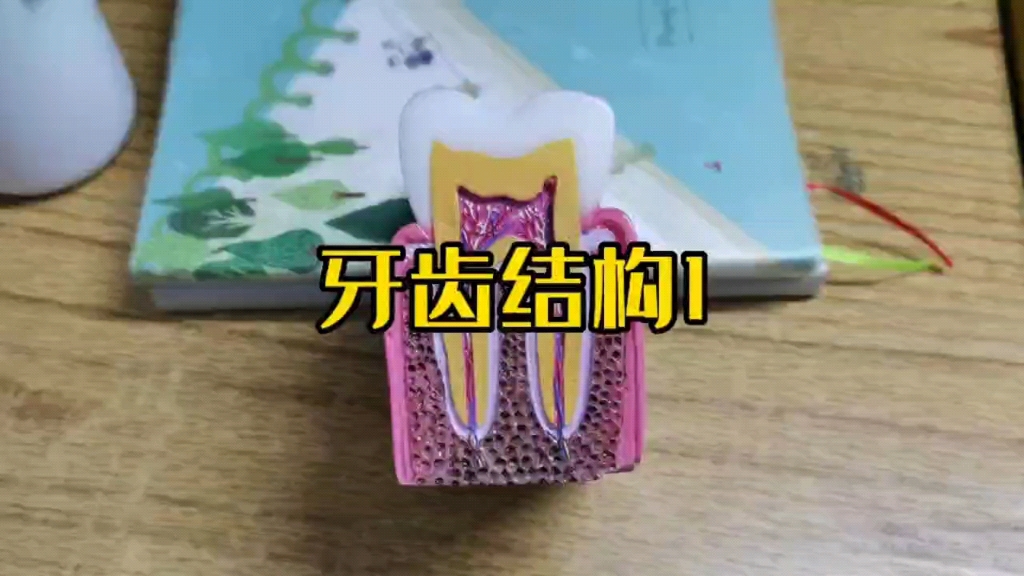 牙齿口腔知识科普,牙齿的结构和组成。牙釉质,牙本质,牙髓等