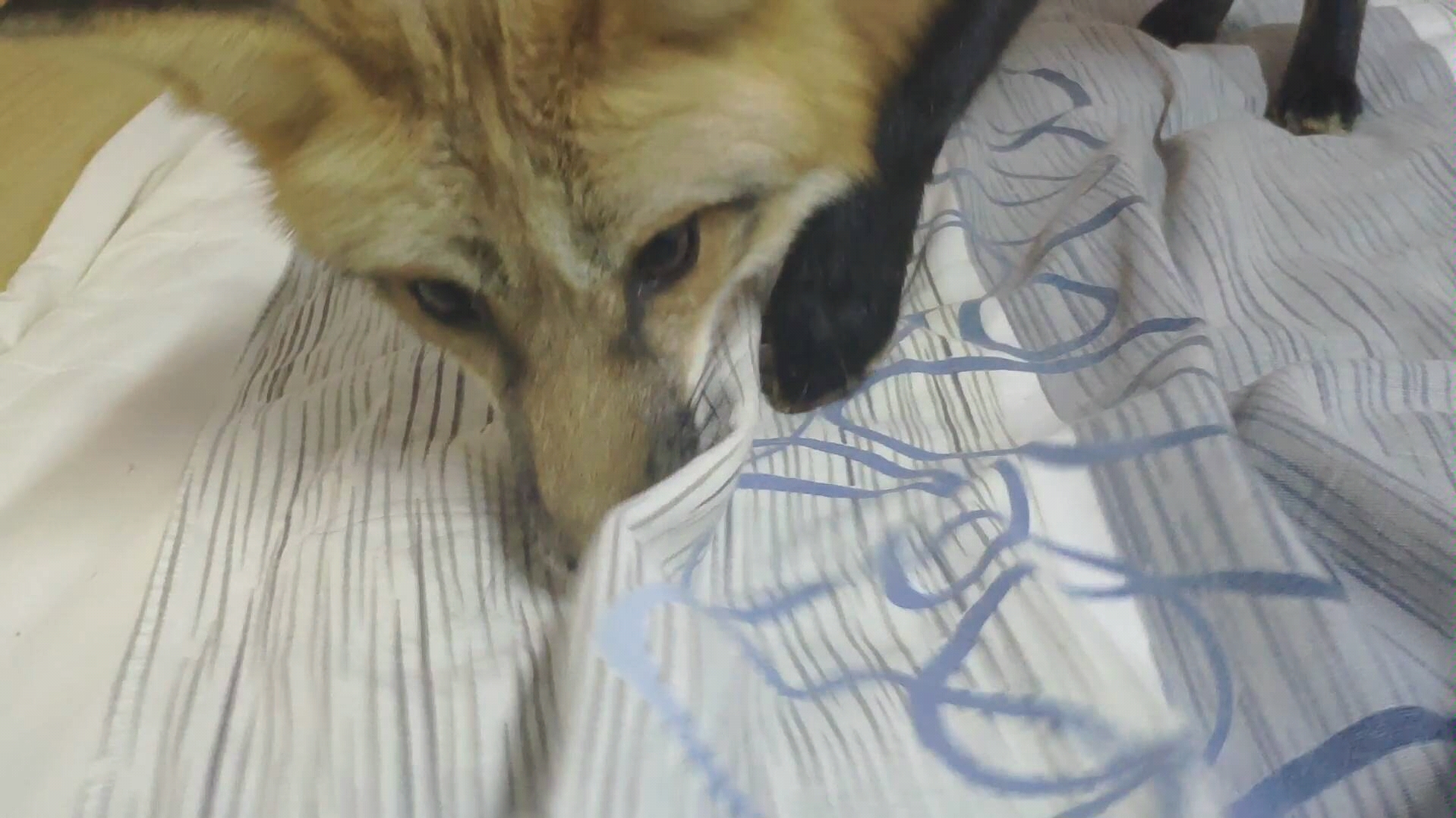 【取个狐狸精当老婆】1:10秒狐狸经典捕猎动作