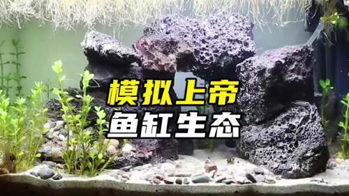 上帝模拟器:用30天的时间打造一个鱼缸生态系统