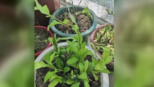 养花,通风很重要,加强二氧化碳流通,提高光合作用效率