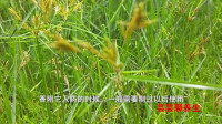 香附主要是理气,一般需制过后使用,常用于肝胃不和、气郁不舒