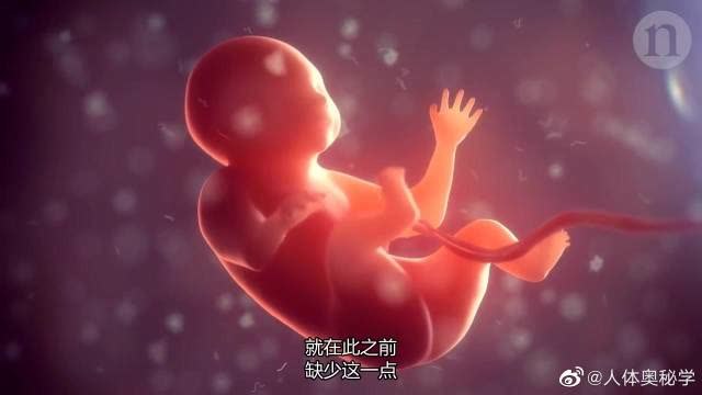 几分钟带你了解胎儿形成过程的前两周