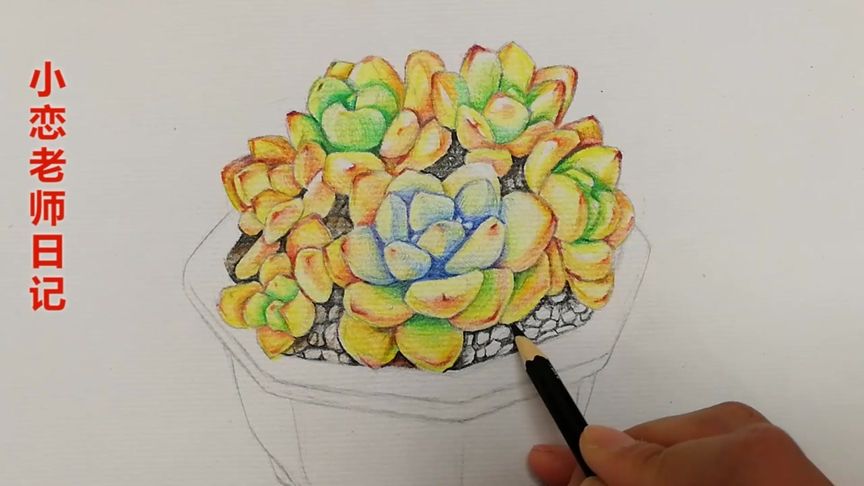 万物生长的春天,你家的多肉长得怎么样了?画一张可好。