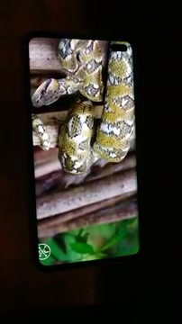 S10+在油管看HDR视频屏幕亮度会忽高忽低