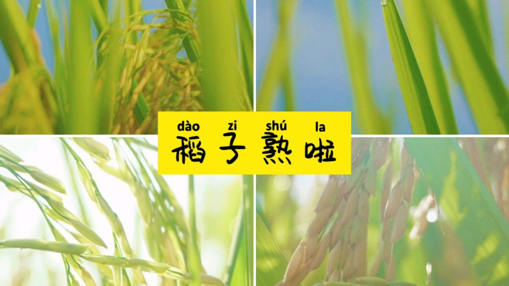 一起去看看秋天的稻田吧～