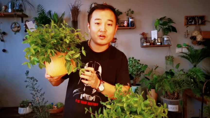绿植钻石翡翠的两种养护方法分享